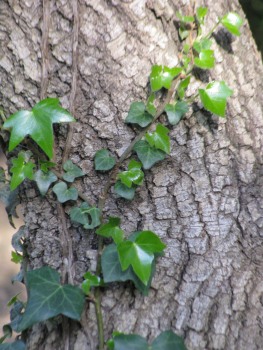 Efeu Blätter bio - Heilkräuter-Shop Kräuter Crämer