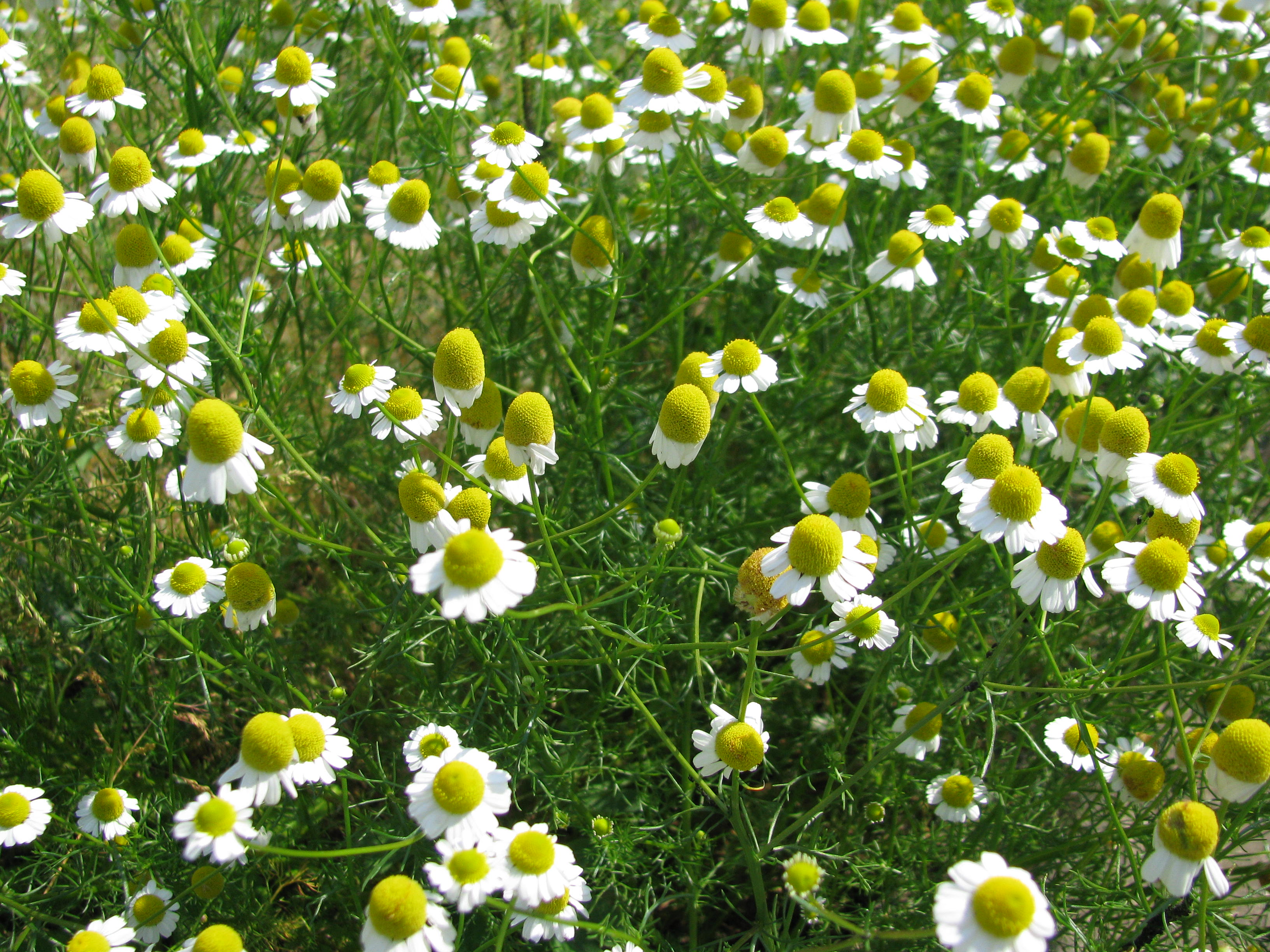 Kamillenblüten ganz bio - Heilkräuter-Shop Kräuter Crämer