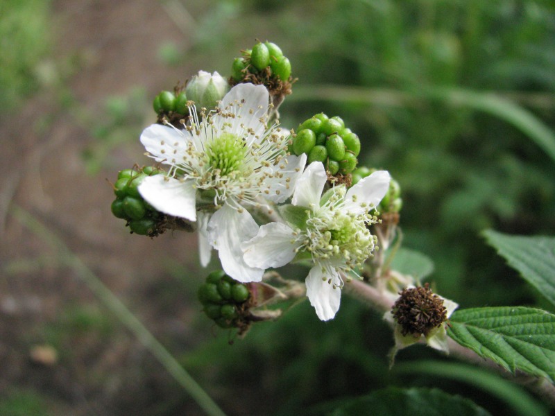 Brombeer Blätter bio - Heilkräuter-Shop Kräuter Crämer